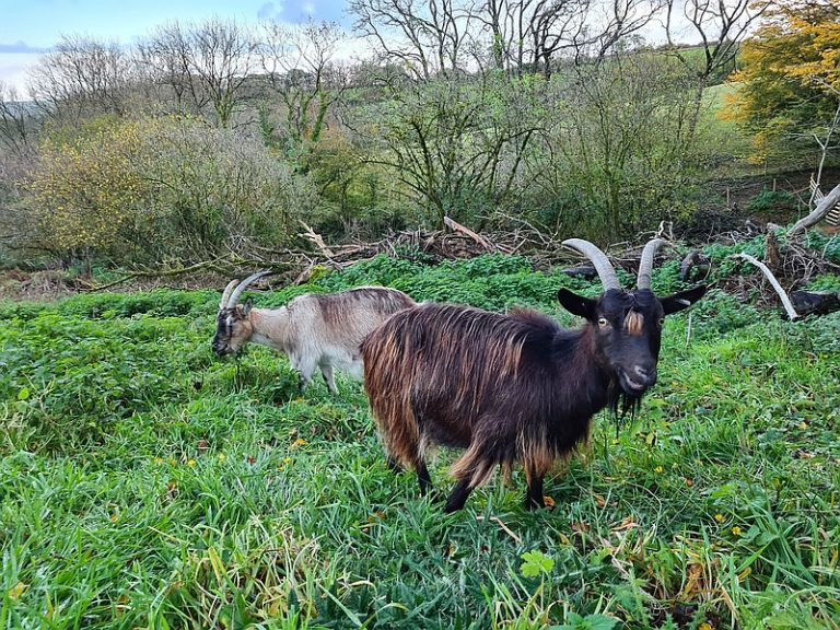 Old English Goat - Breed Profile - Goat Journal
